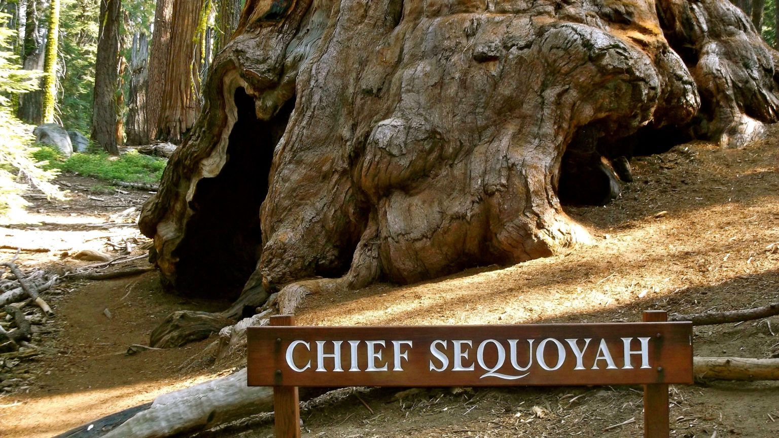 The President Tree - Yore Sequoia