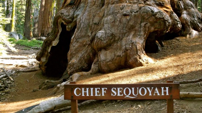 The President Tree - Yore Sequoia