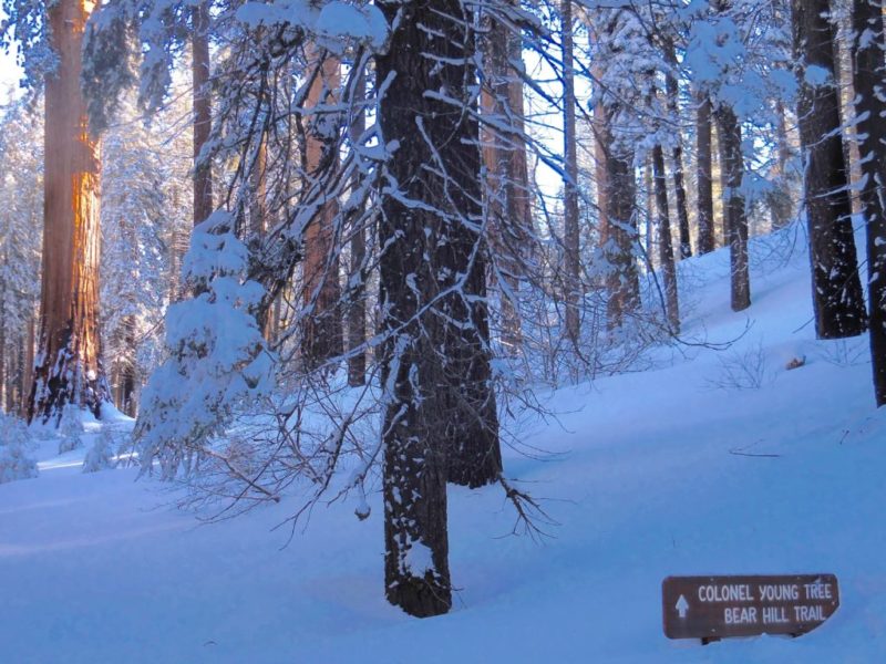 Colonel Charles Young - Yore Sequoia