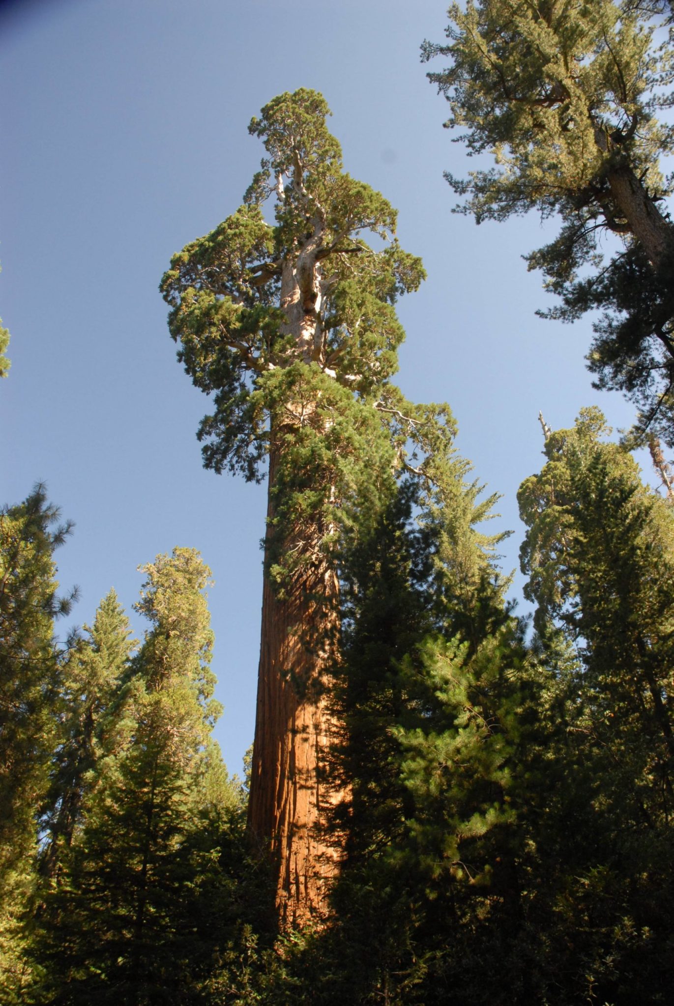 General Grant Tree | Yore Sequoia