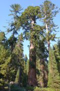 The Lee Trees - Yore Sequoia