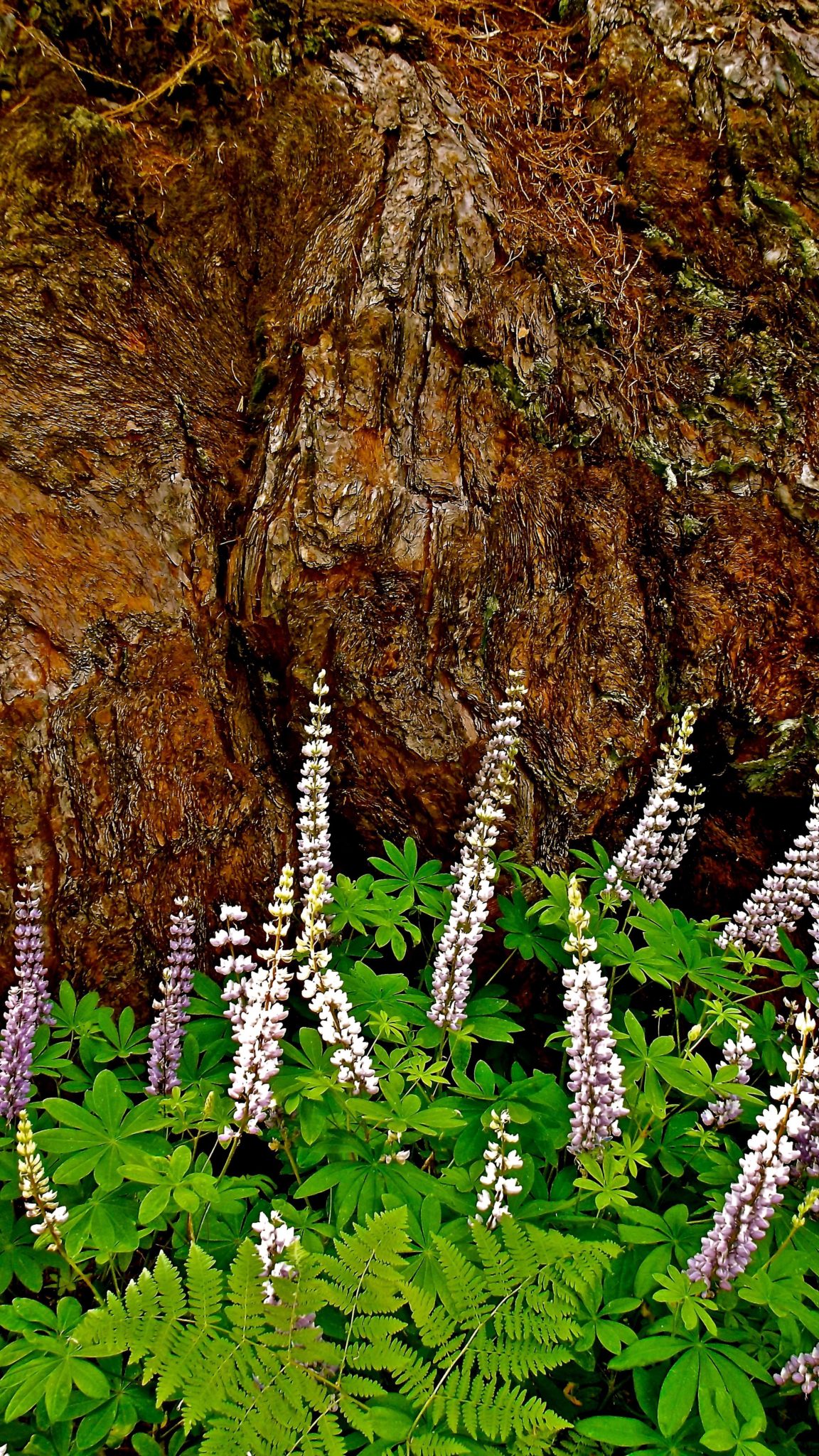 Chief Sequoyah Tree | Yore Sequoia