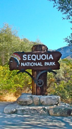 Naming Sequoia | Yore Sequoia