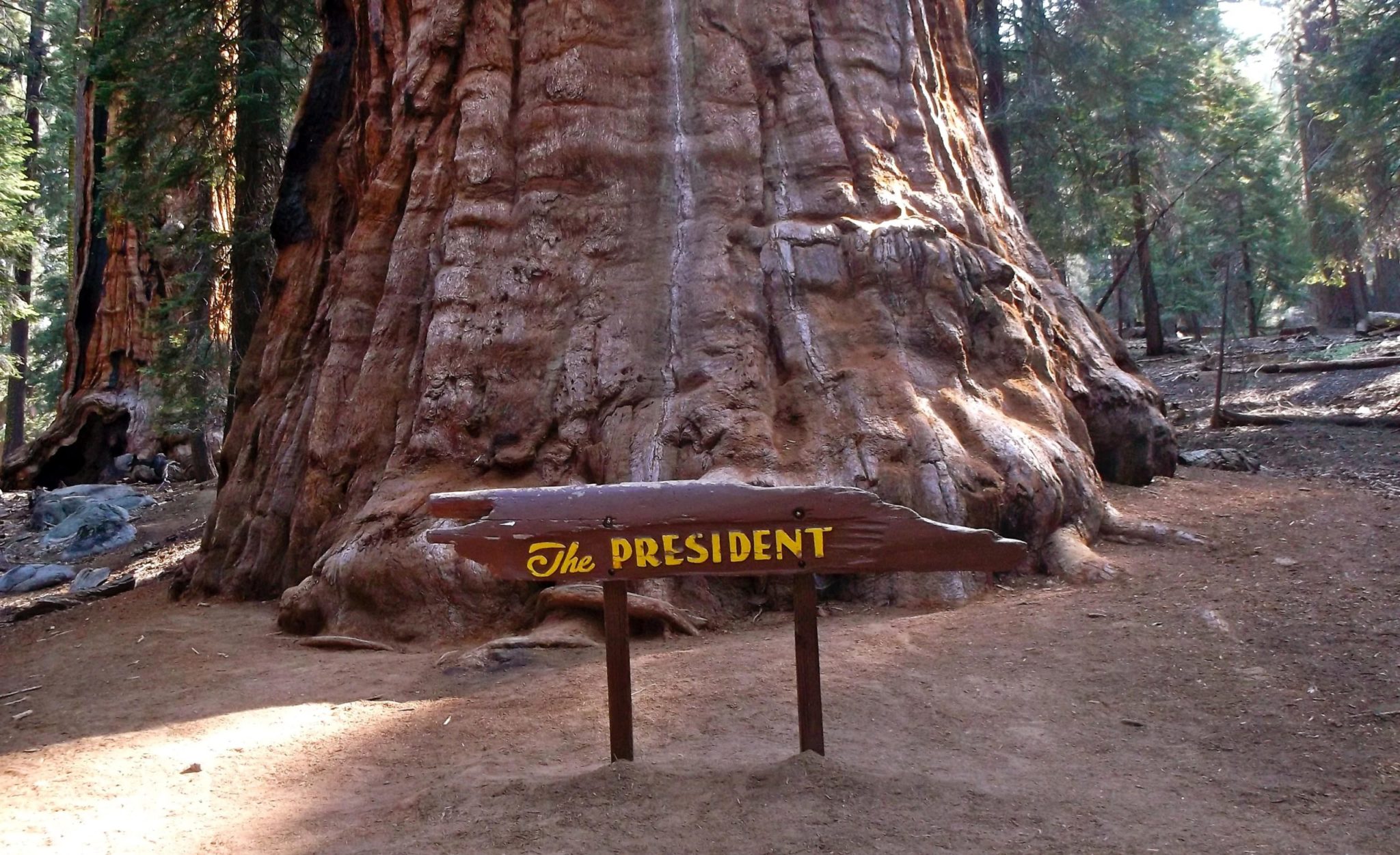 Chief Sequoyah Tree | Yore Sequoia