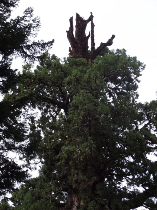 The Stagg Tree - Yore Sequoia
