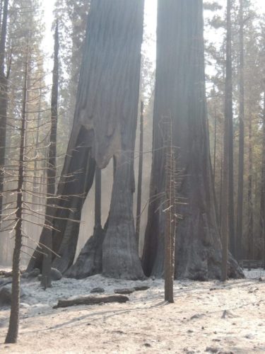 Dillonwood Burned - Yore Sequoia